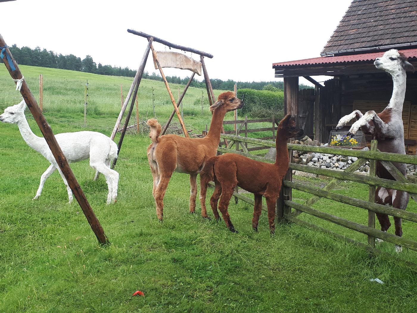 Alpakawanderung in Trockenborn Wolfersdorf - Jetzt reservieren!